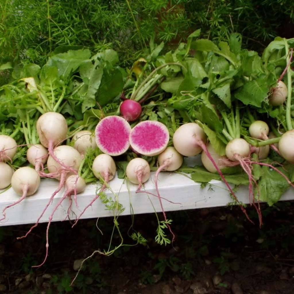 SUNAGRI TURP CIN TURPU