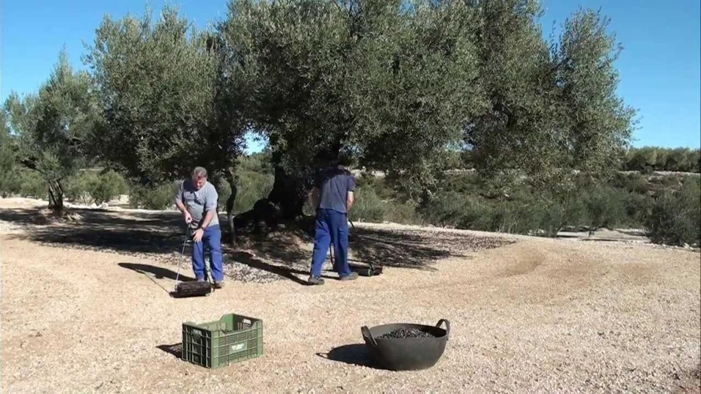 Felipe Borras Zeytin Toplama Makinası 35 cm