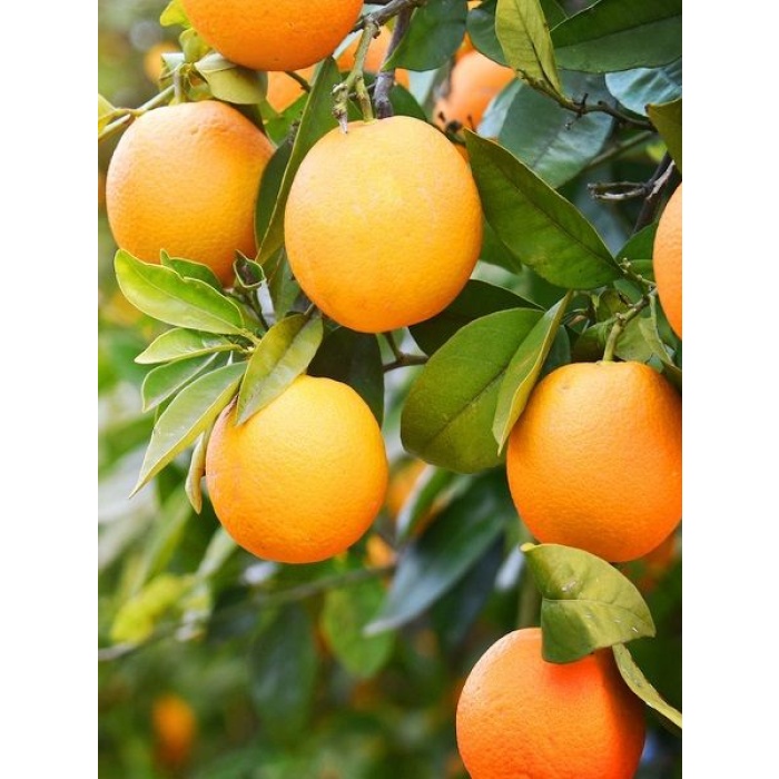 Portakalı Fidanı, Yafa Şamoti Portakalı Citrus × sinensis Jaffa, 80-100 ...