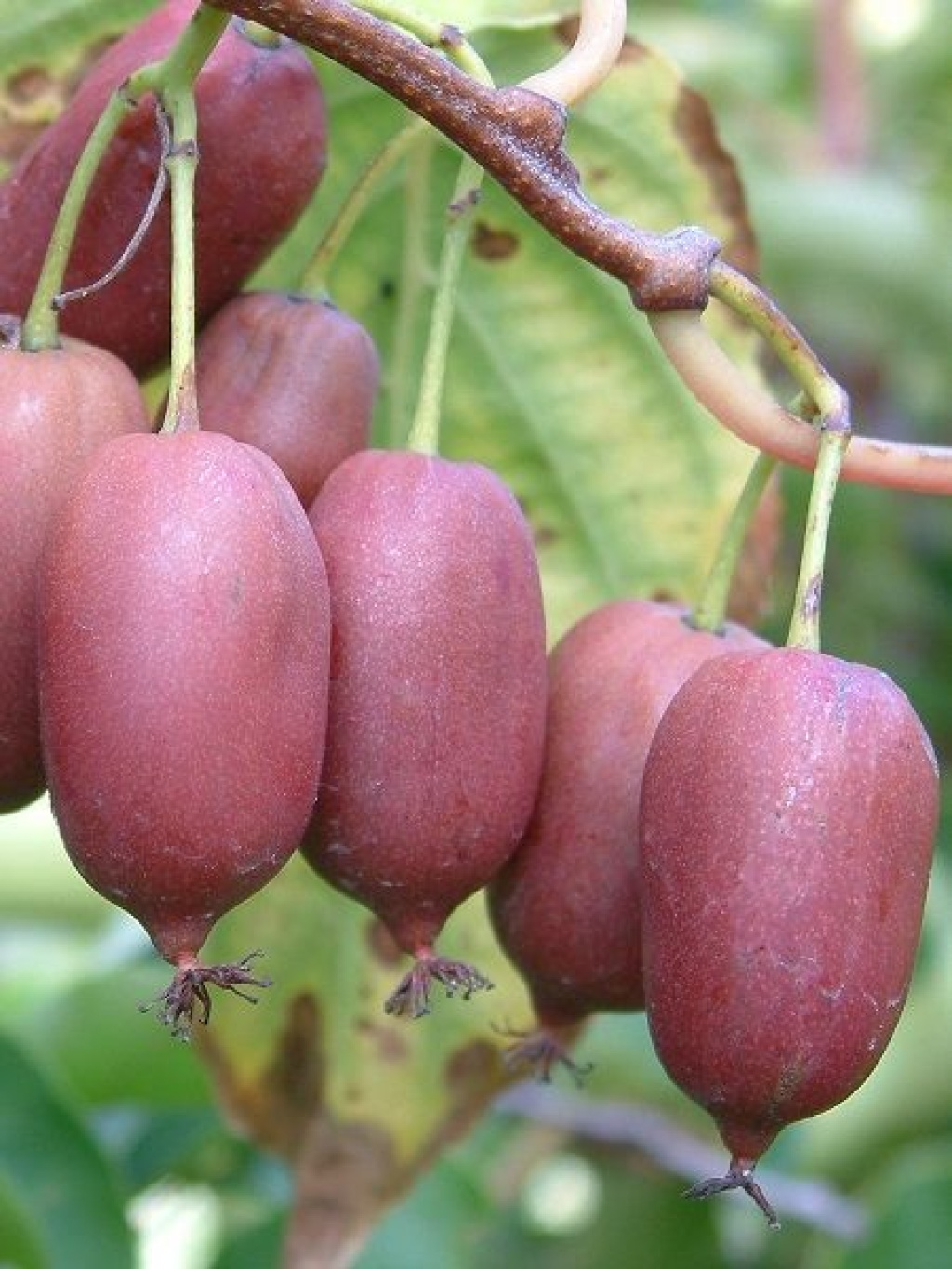 Kivi Fidanı Red Jumbo Kırmızı Kivi, Saksıda Tatlı, İri Meyveli, Tüysüz